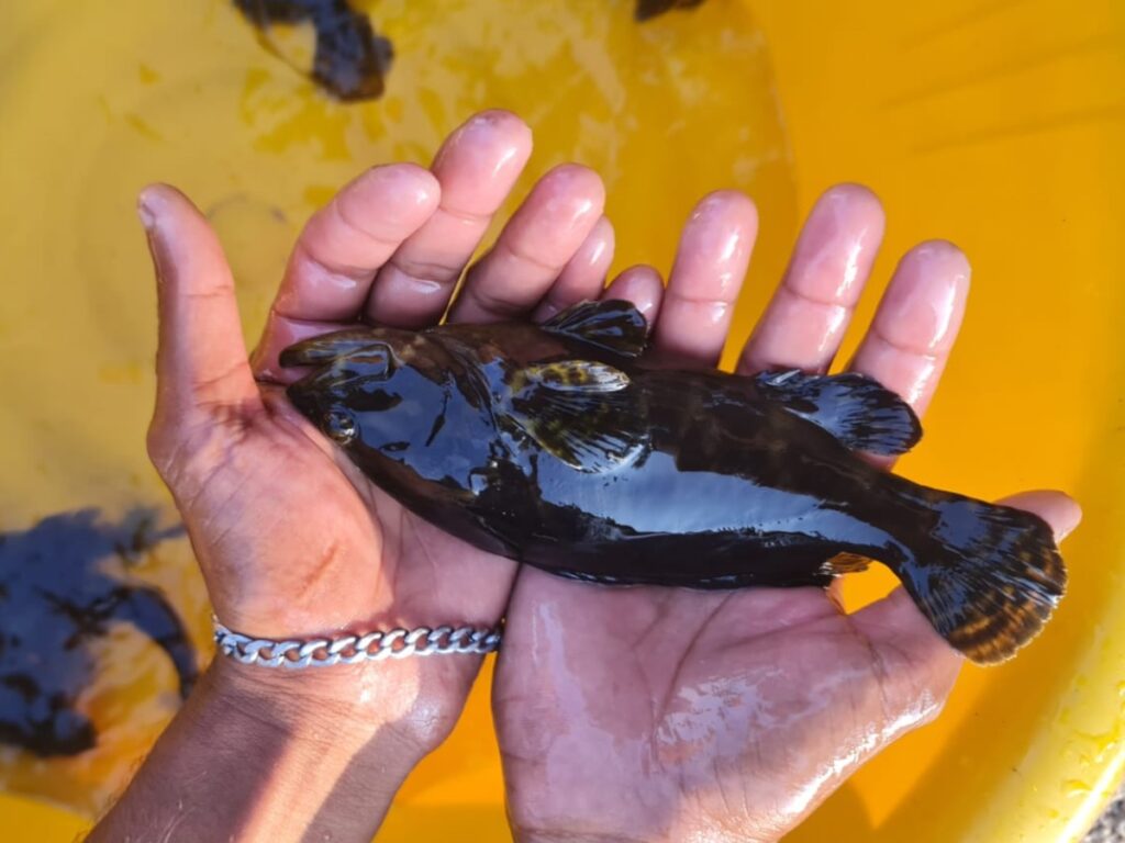 Our Services - Gulf Aquaculture