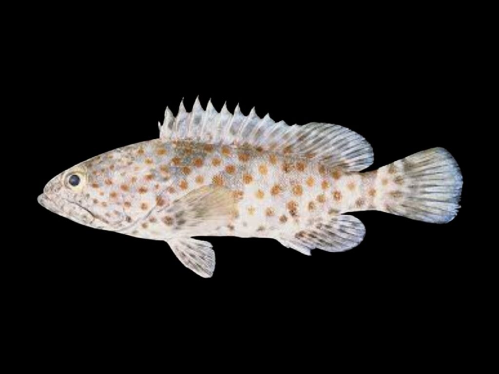 Our Services - Gulf Aquaculture