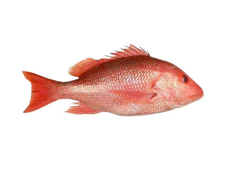 Aquaculture Company Middle East, Gulf, GCC, UAE